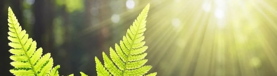 EFT Training — NZCEFT