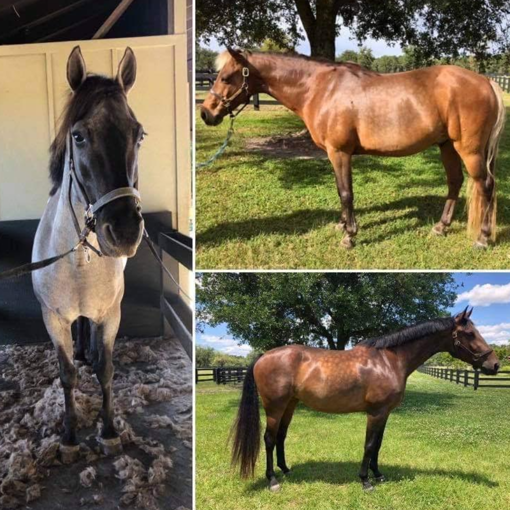 Photos — Wanderlust Pony Services