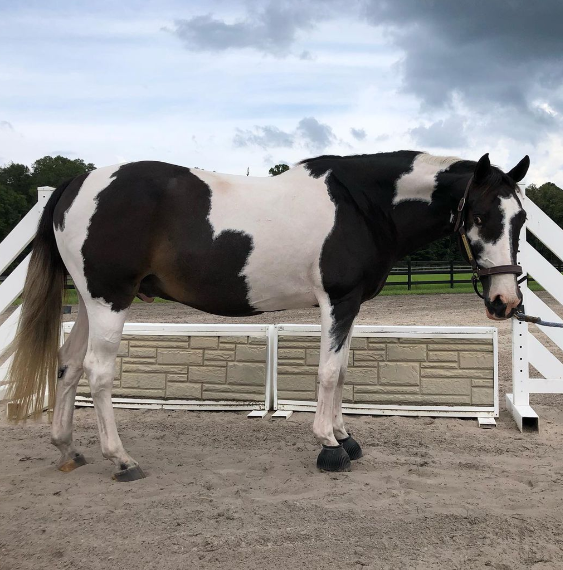 Photos — Wanderlust Pony Services