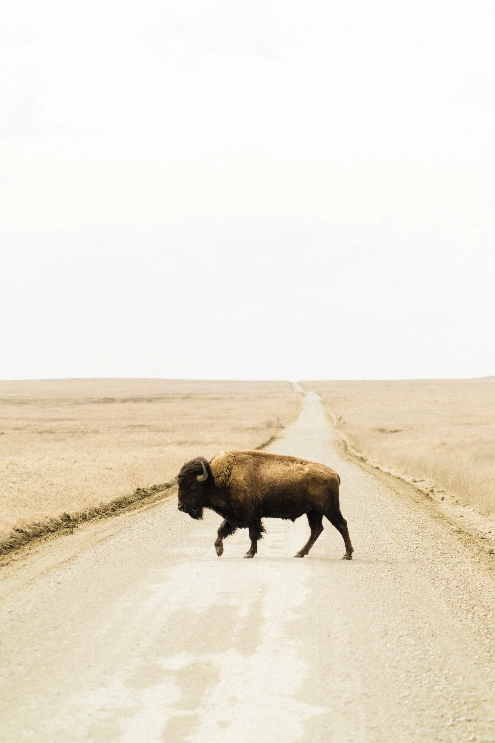 Oklahoma Bison Association