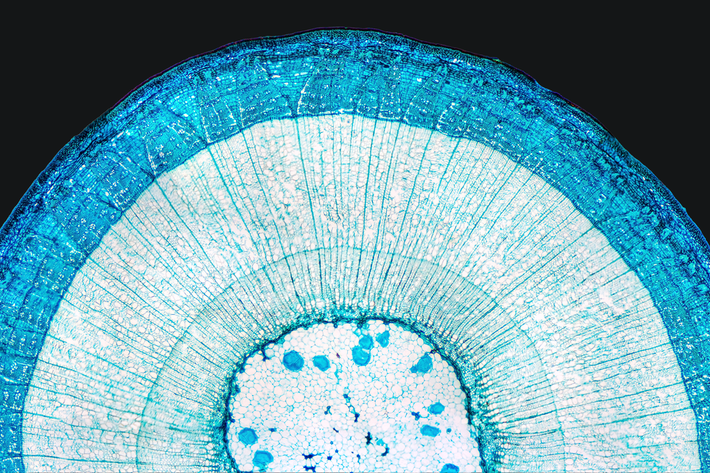 Discover Made of Air's Biocarbon Technology — Made of Air