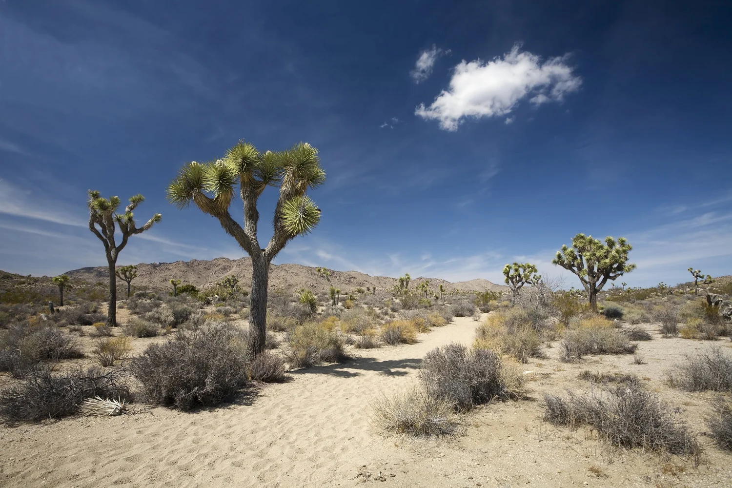 Desert Renewable Energy Conservation Plan — Aspen Environmental Group
