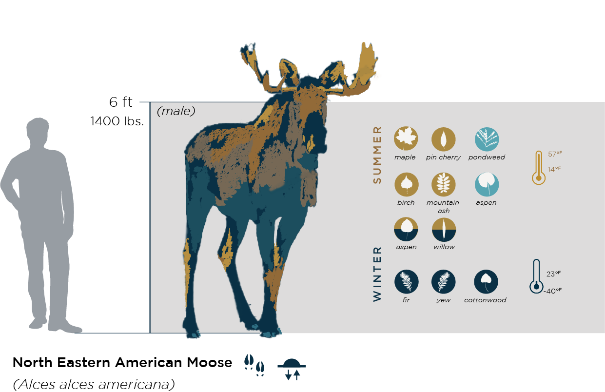 Animal Collisions: Moose — CSS D/S