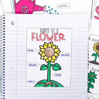 Plant Life Cycle Craft and Activities for Kids — Chalkboard Chatterbox