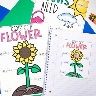 Plant Life Cycle Craft and Activities for Kids — Chalkboard Chatterbox