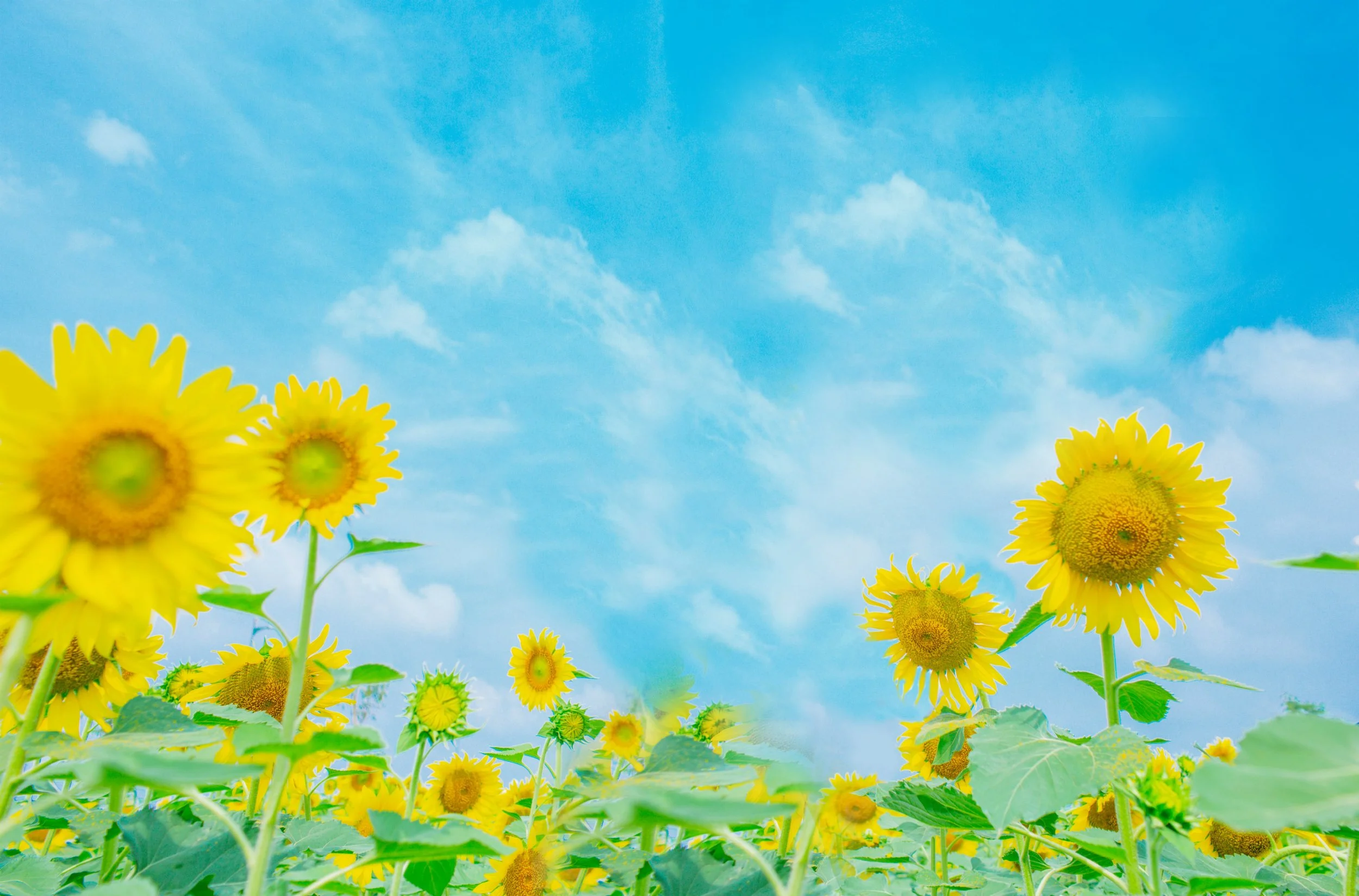 A SPRING AWAKENING: 2022 SPRING COLLECTION VOL.2 — The Dream Crochet