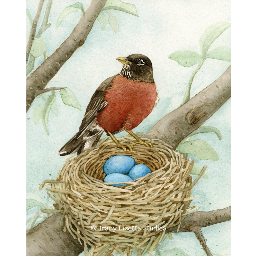 Robin Nest Drawing