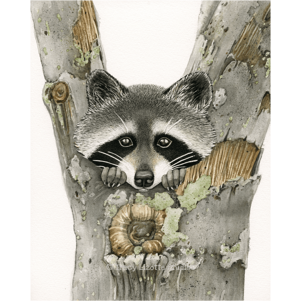 Raccoon In A Tree Drawing