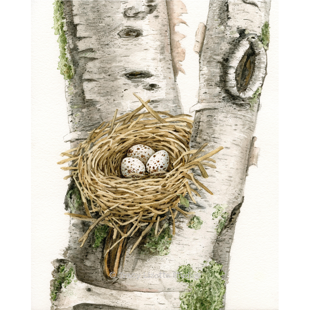 Cardinal Bird Nest