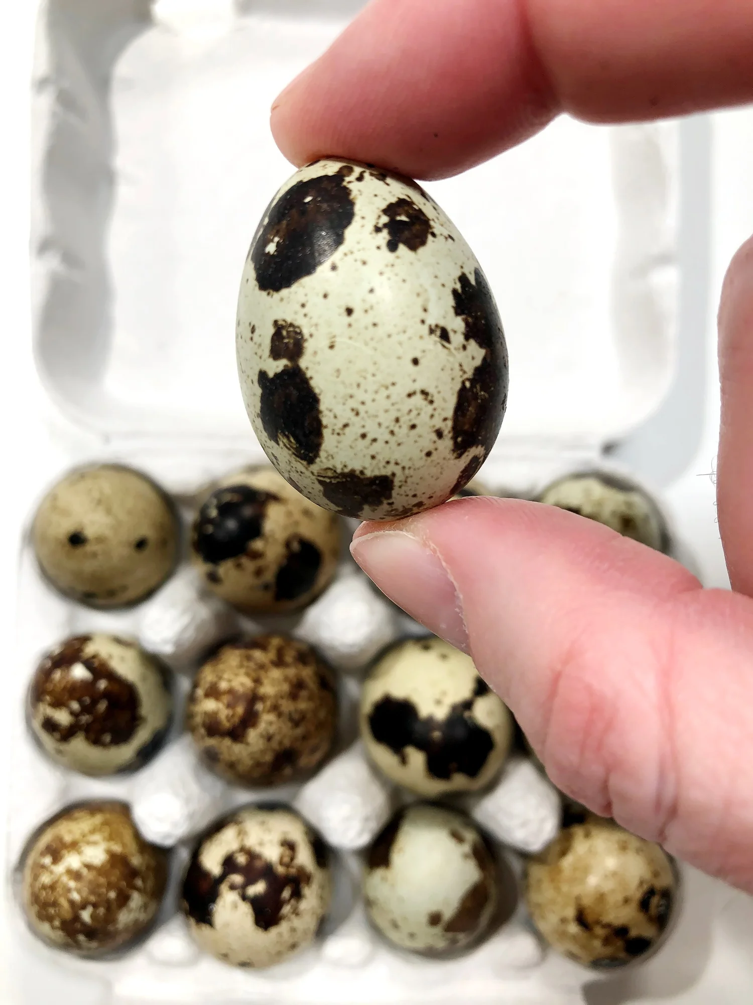 Learn How to Paint & Sell an Egg — Tracy Lizotte Studios