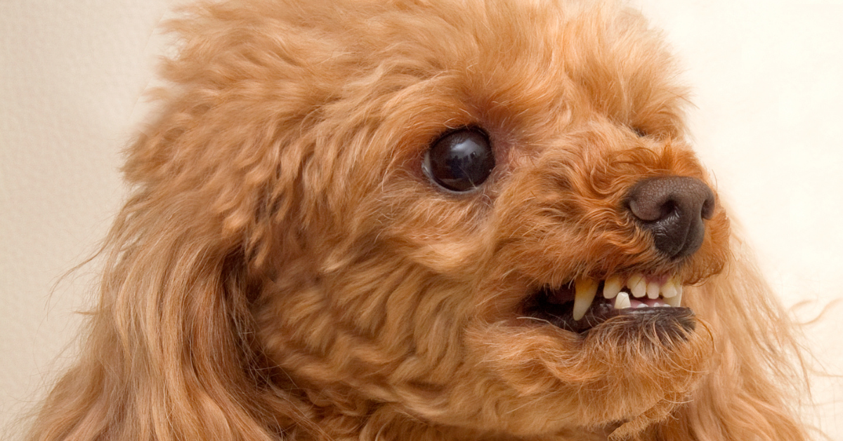 Stop my dog growling? Never - here is why but also how — Pet Positive ...