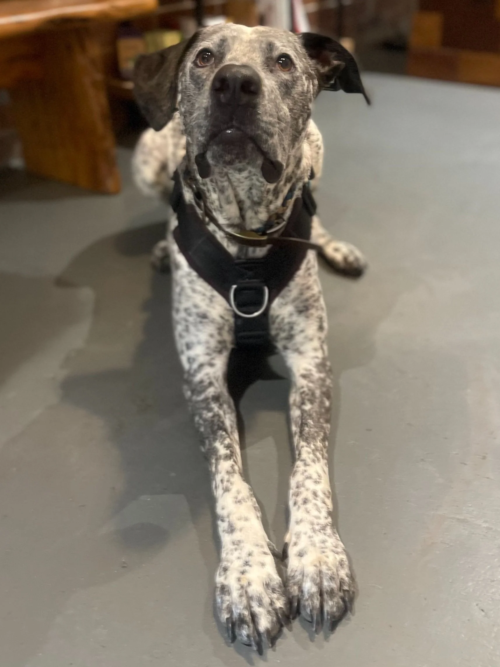 Tom with Multiple Issues — KK’s Holistic Veterinary Service
