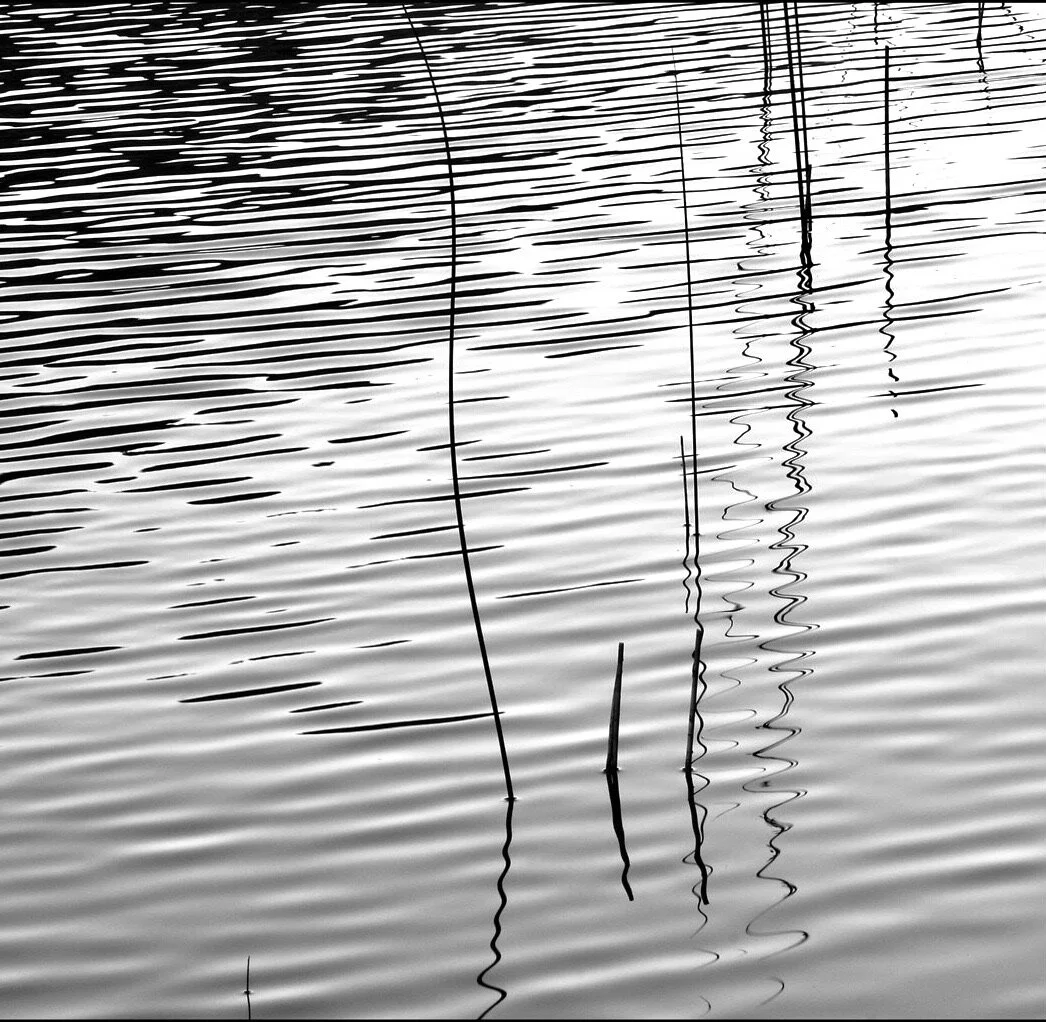 David Gray Photography