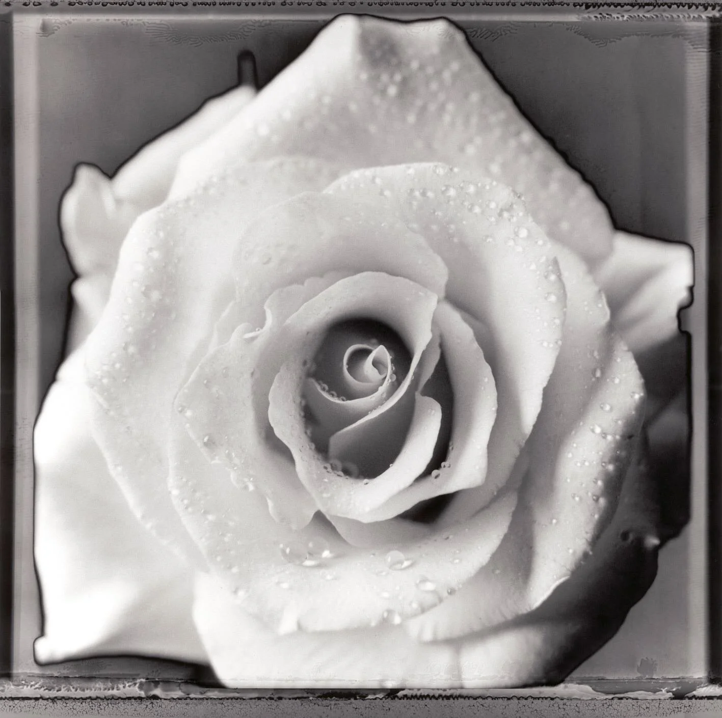 David Gray Photography