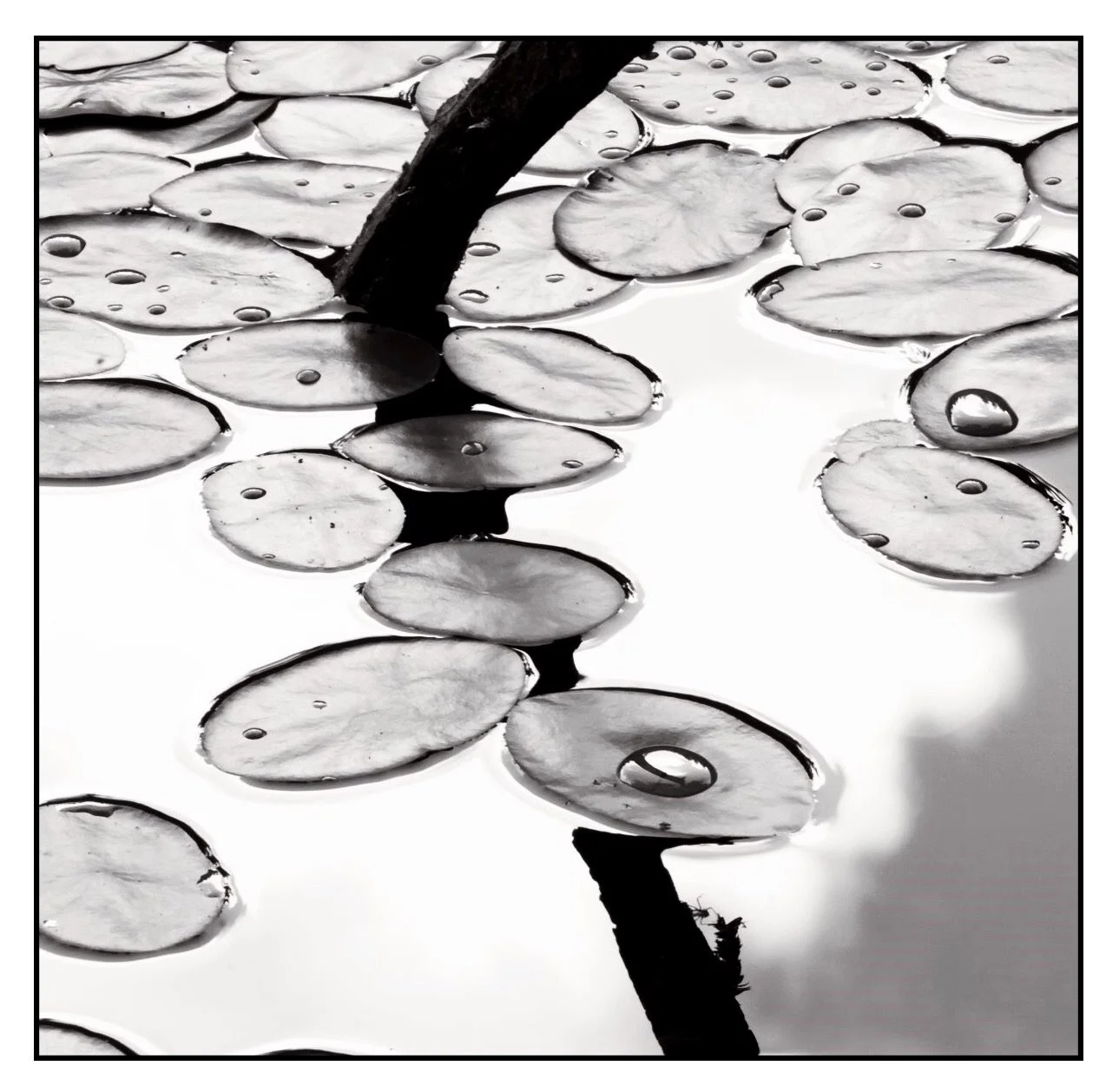 David Gray Photography