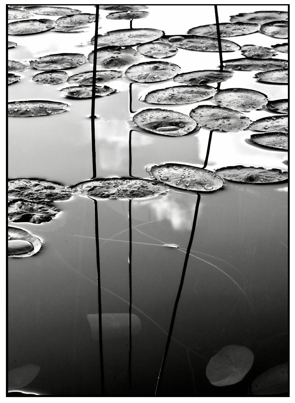 David Gray Photography