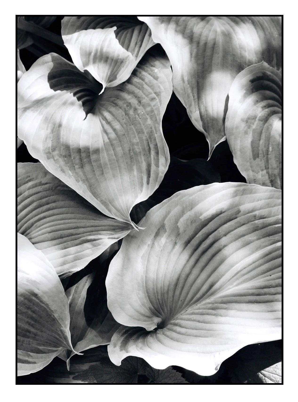 David Gray Photography