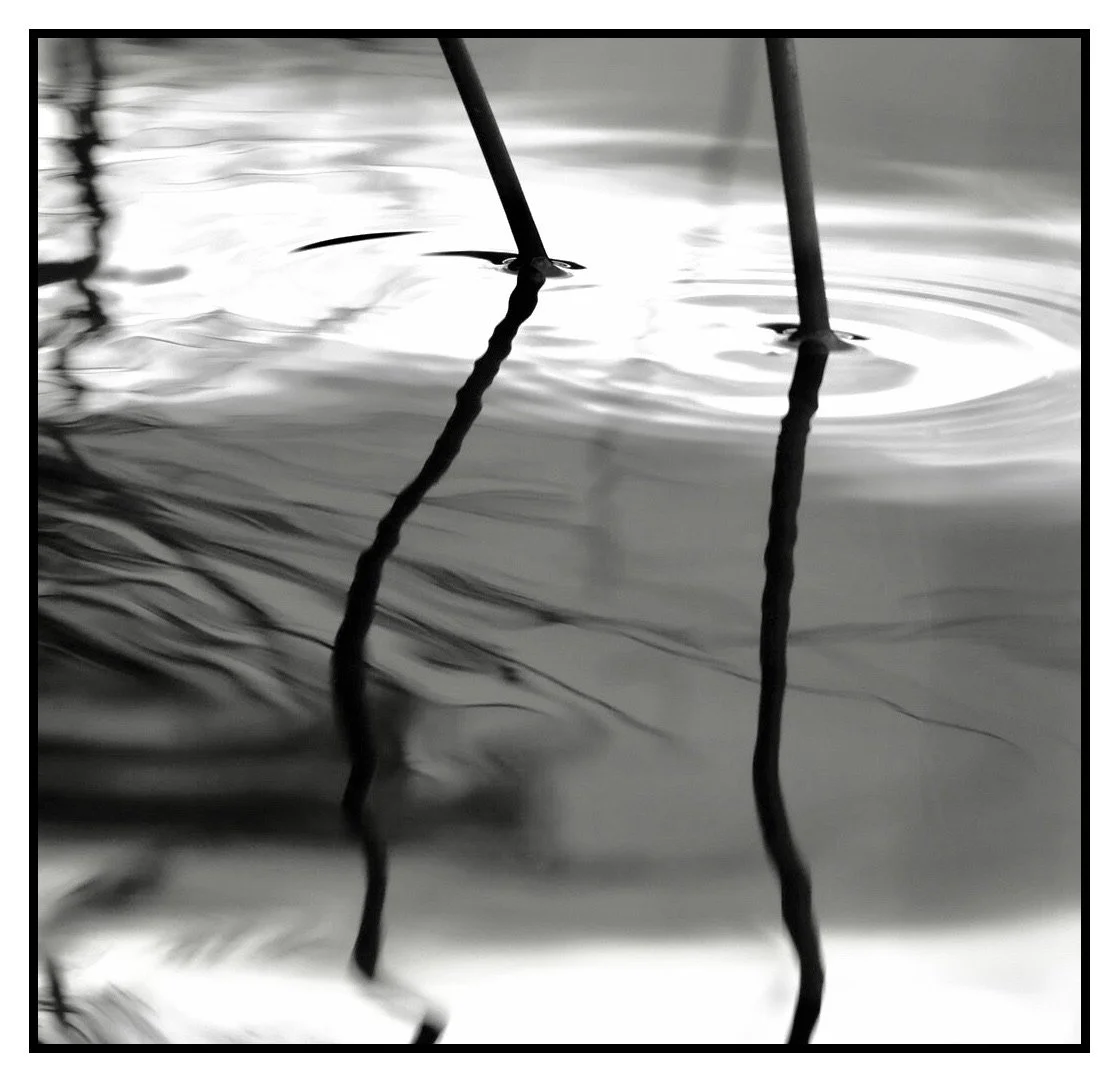 David Gray Photography