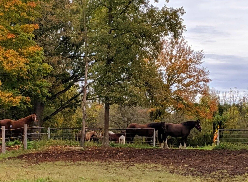 Photos — Sherwood Farms