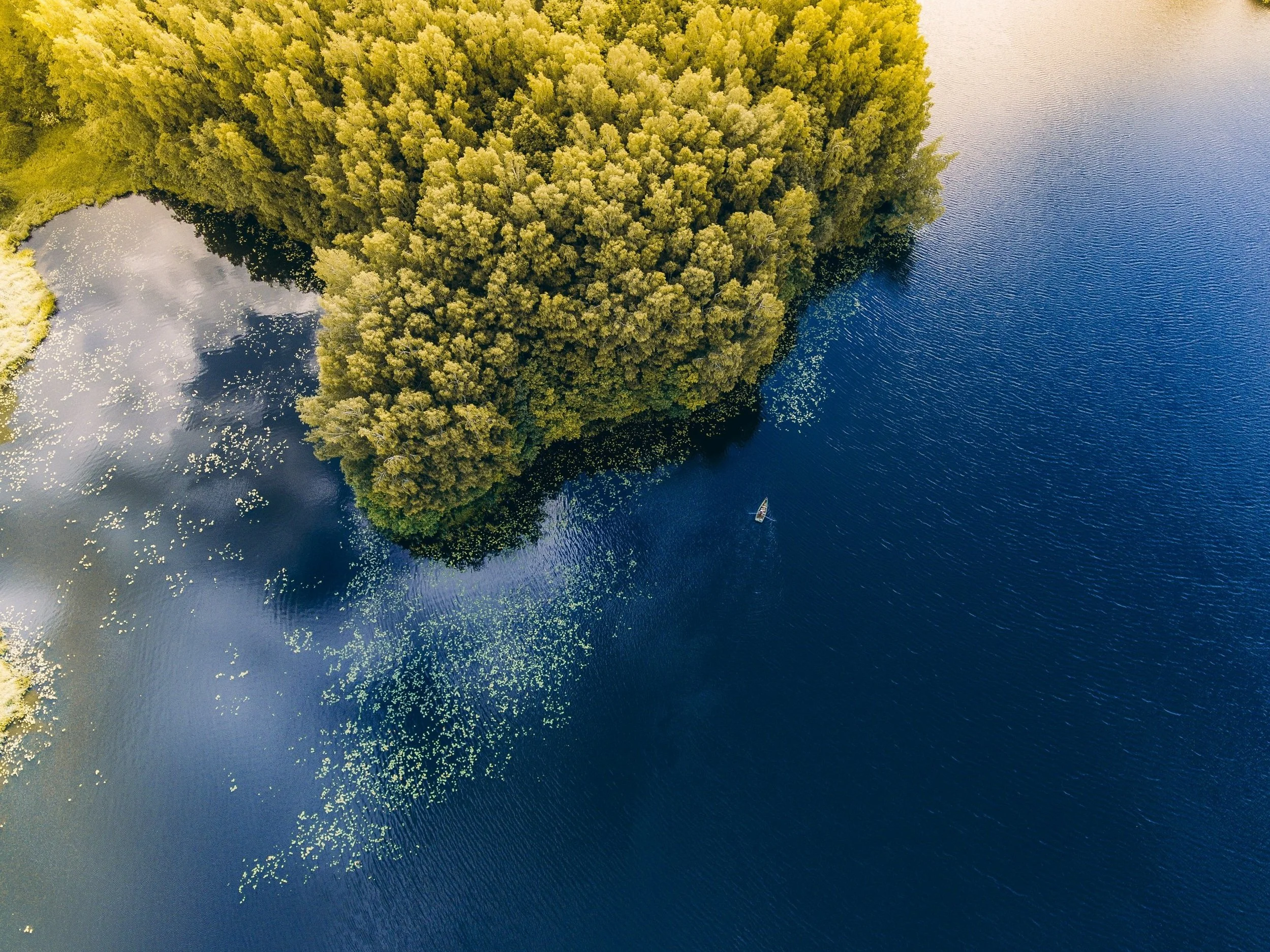 Forest Investment | Regenerative Forest Investment