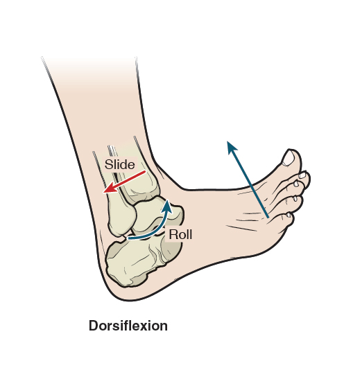Talocrural Joint Mobilization