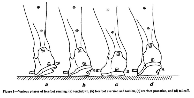 Influence of shoe flaring on foot and ankle mechanics for runners ...