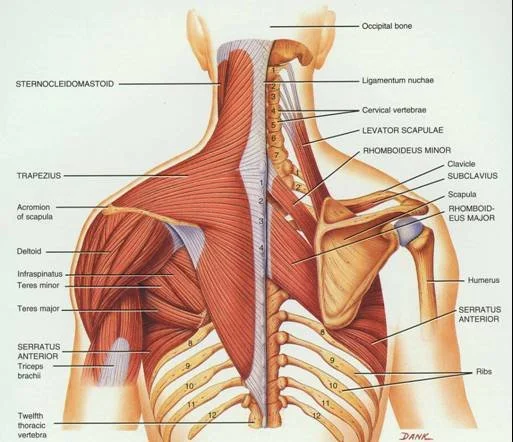 Shoulder Back Anatomy