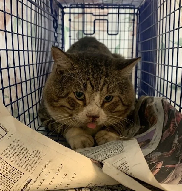 The Cat Collaborative