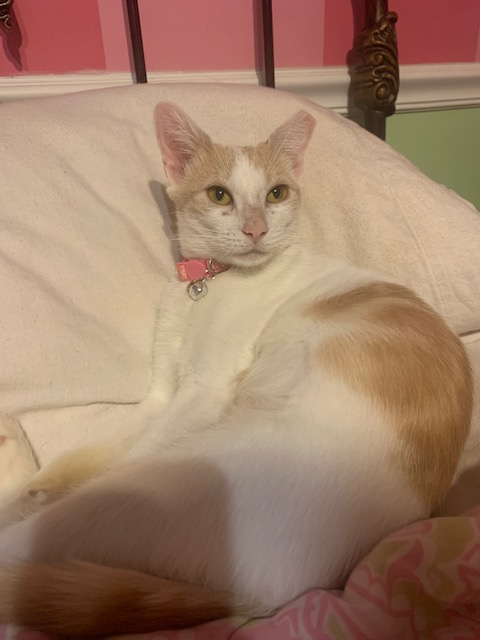 The Cat Collaborative