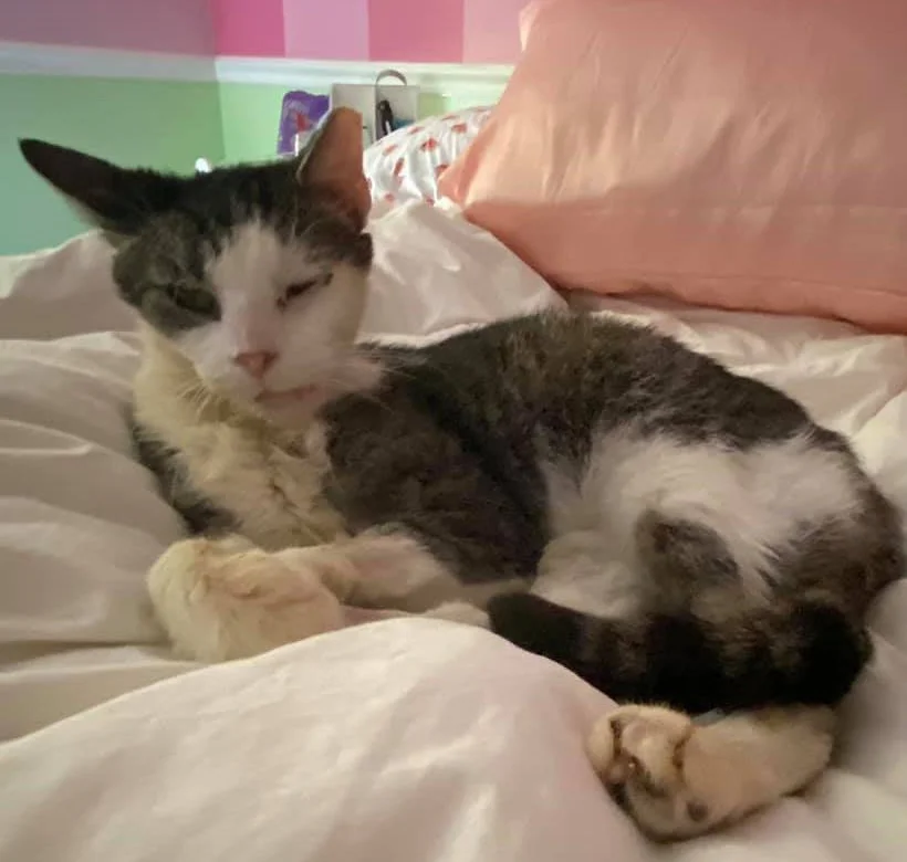 The Cat Collaborative