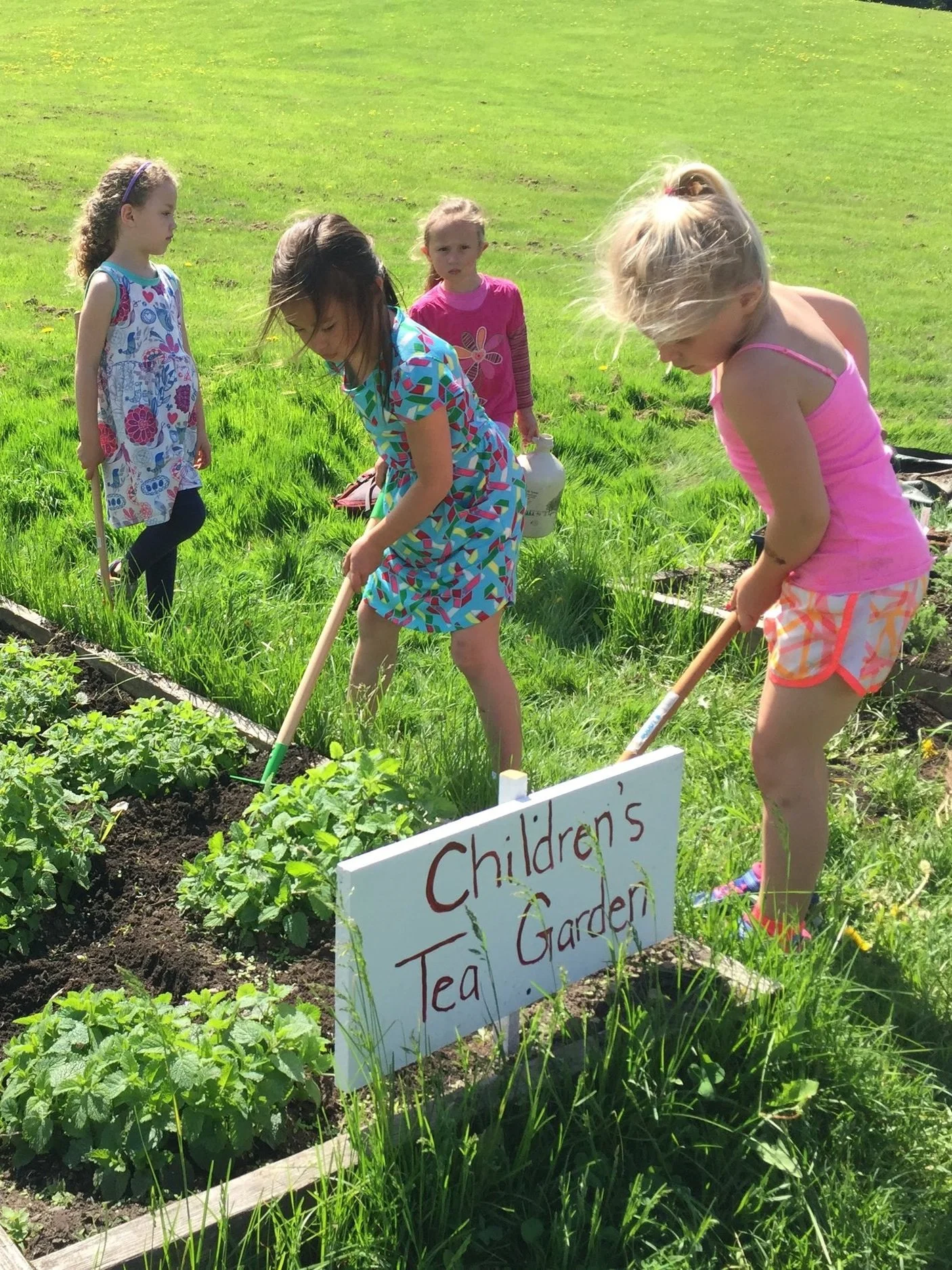 The Tea Project — Luna Root Wellness