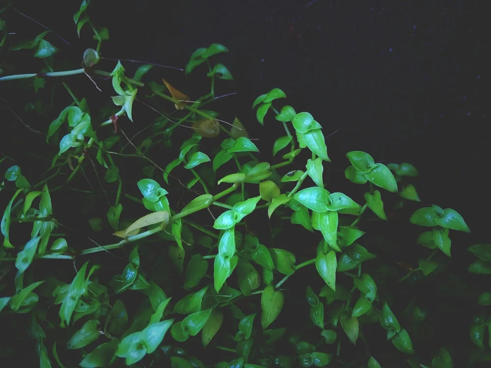 Luna Root Wellness