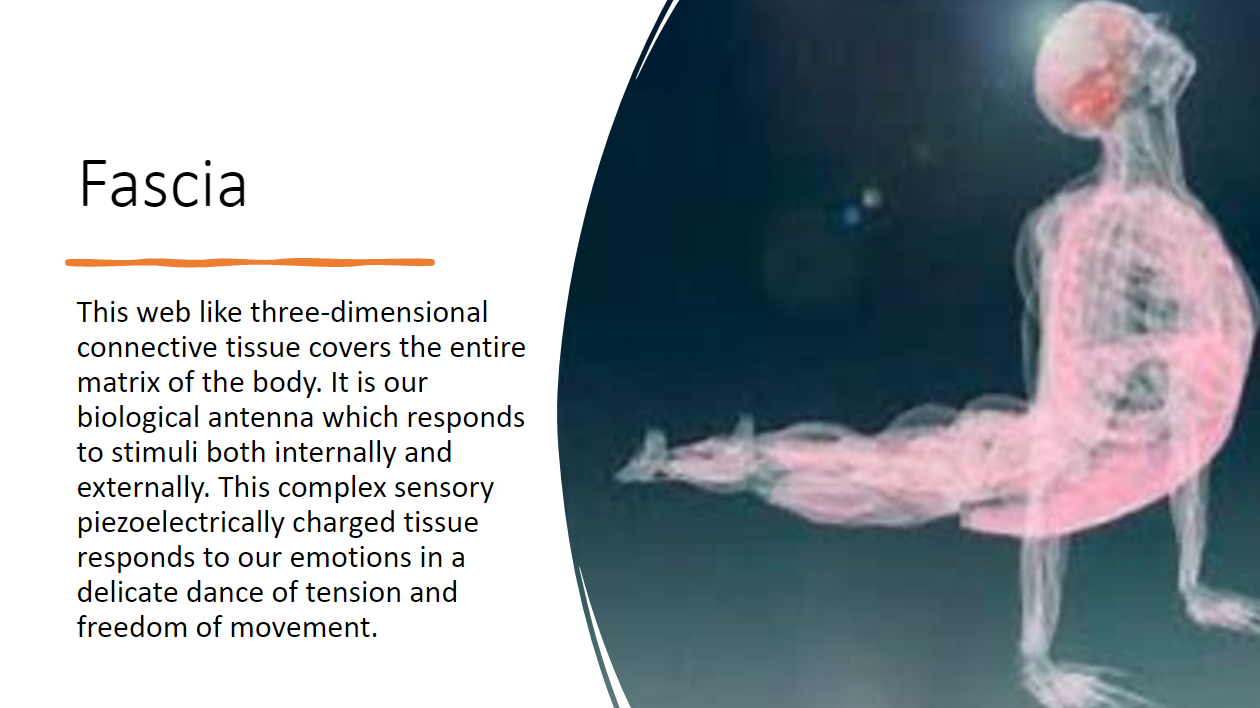 Using Fascial lines in Bodywork — Coastal Therapies Devon