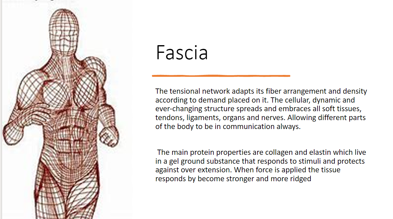 Using Fascial lines in Bodywork — Coastal Therapies Devon