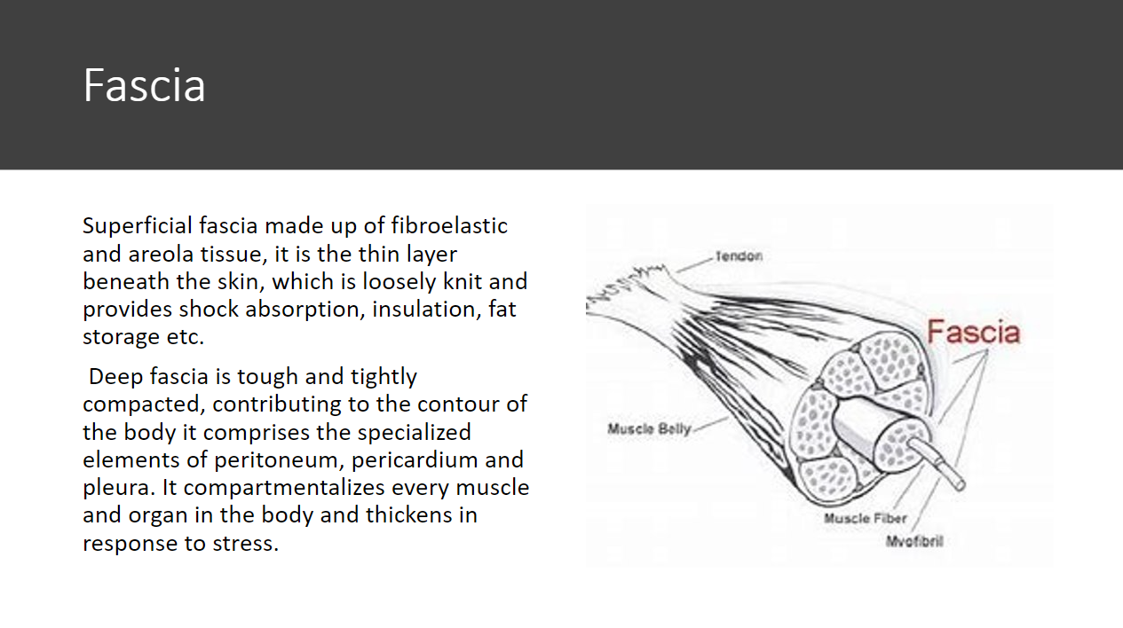 Using Fascial lines in Bodywork — Coastal Therapies Devon