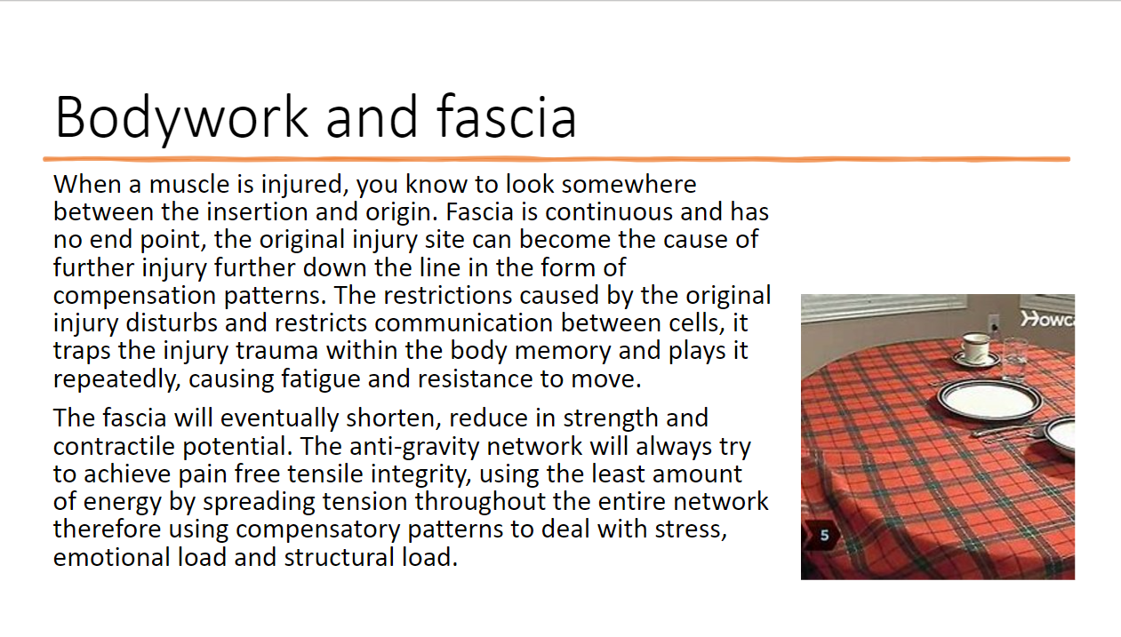 Using Fascial lines in Bodywork — Coastal Therapies Devon