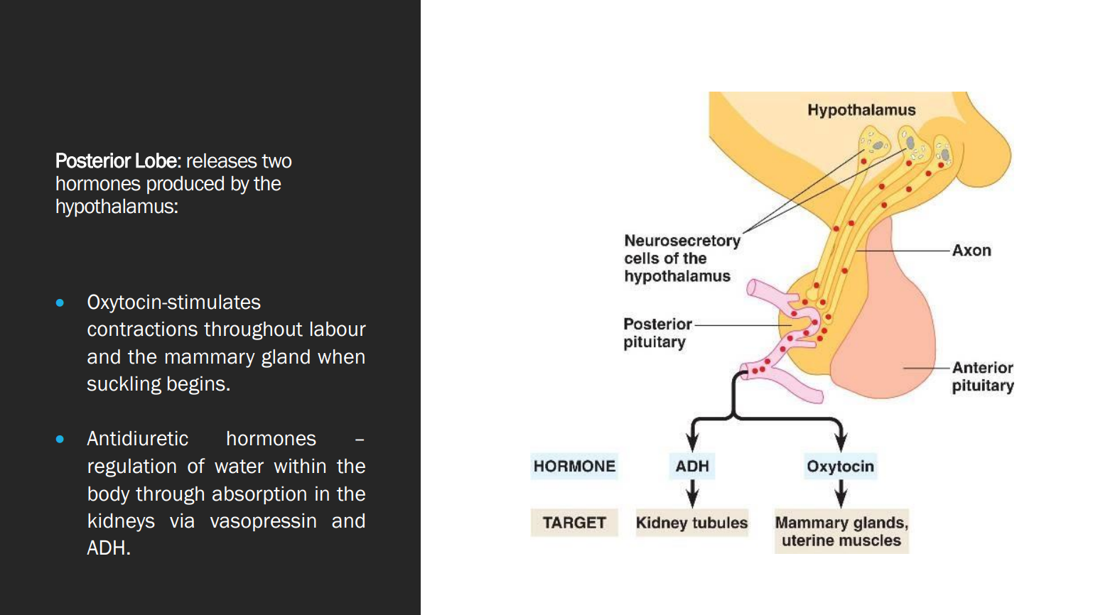 Endocrine basics for students — Coastal Therapies Devon