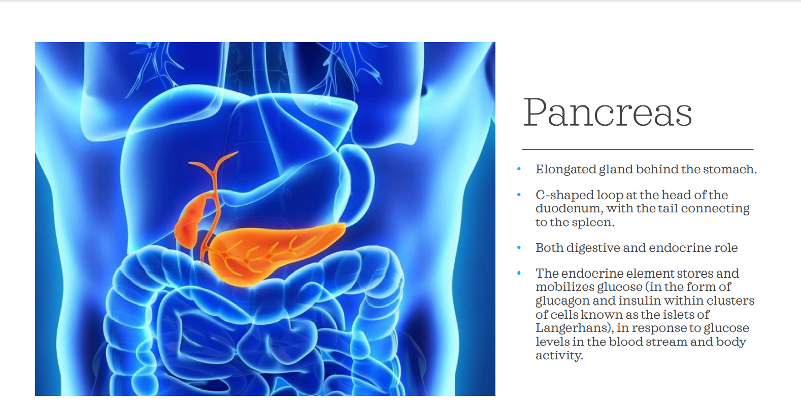 Endocrine basics for students — Coastal Health & Wellbeing