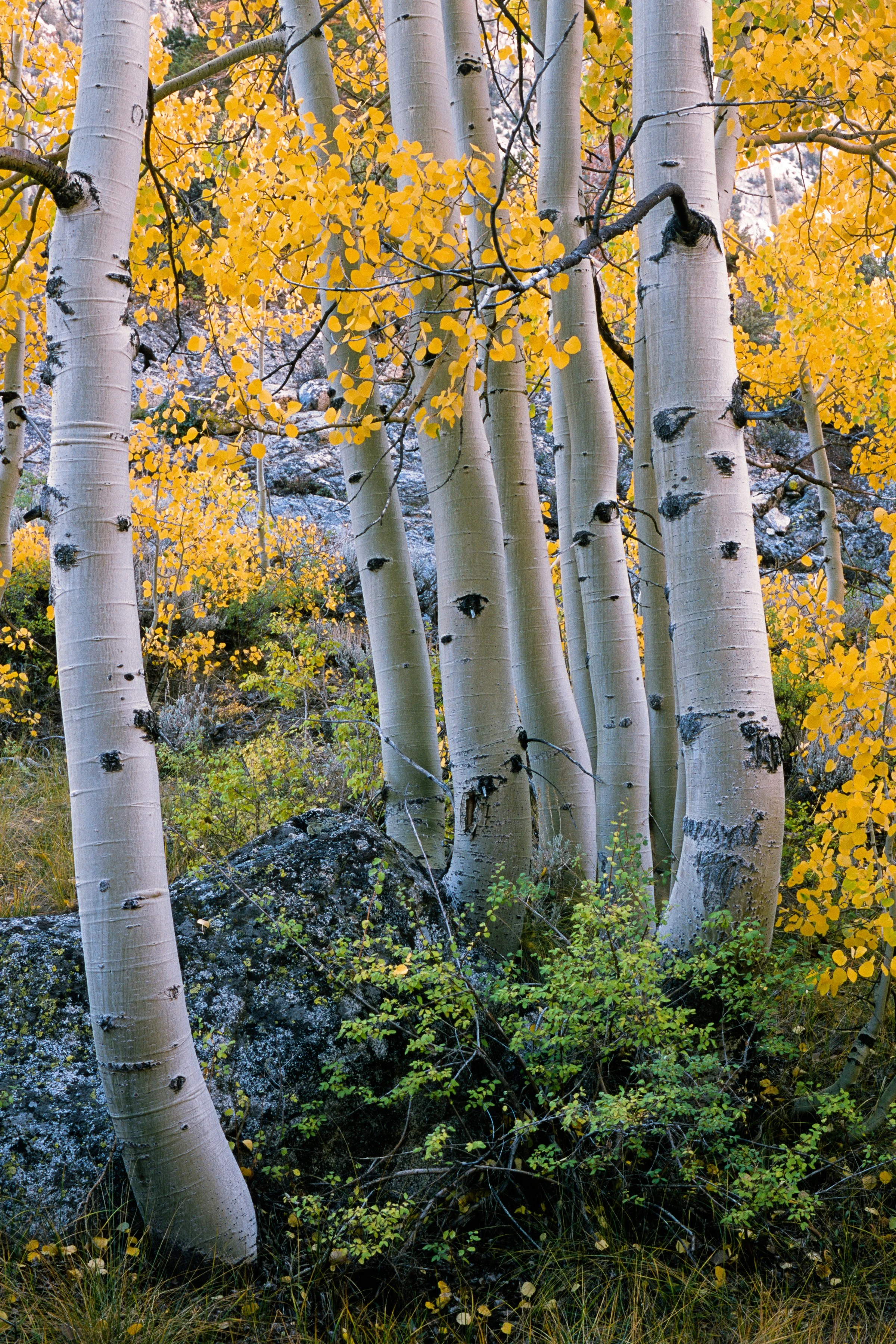 Autumn in the Sierra — Calvin Chiu Photography