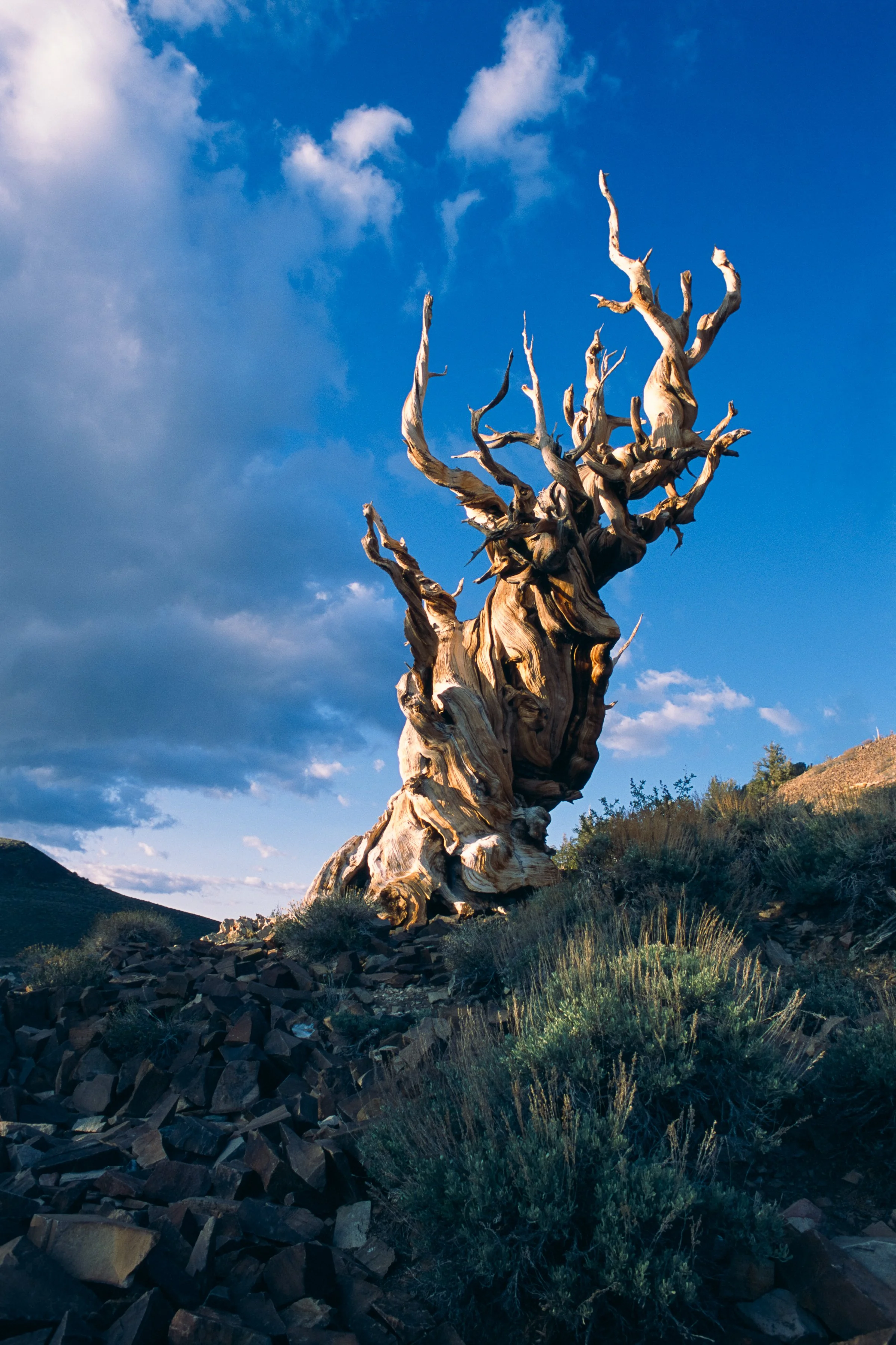 Living Ruins — Calvin Chiu Photography