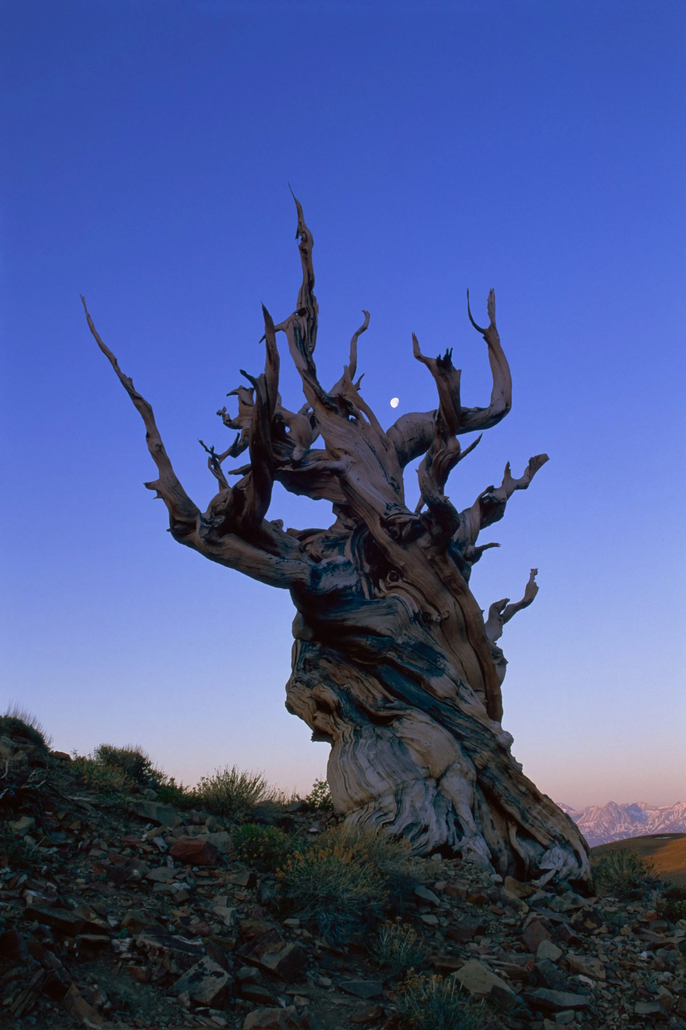 Living Ruins — Calvin Chiu Photography