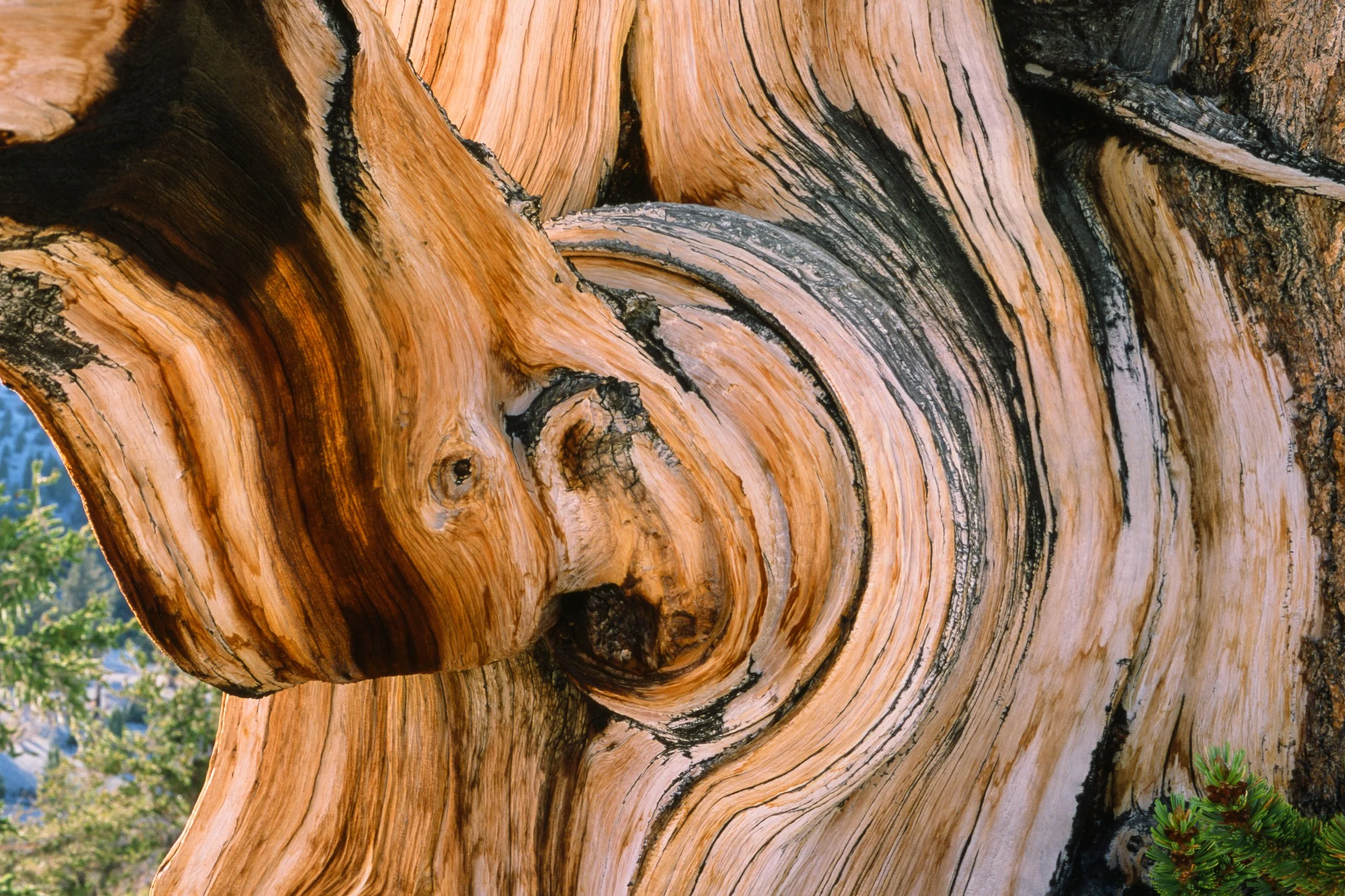 Living Ruins — Calvin Chiu Photography