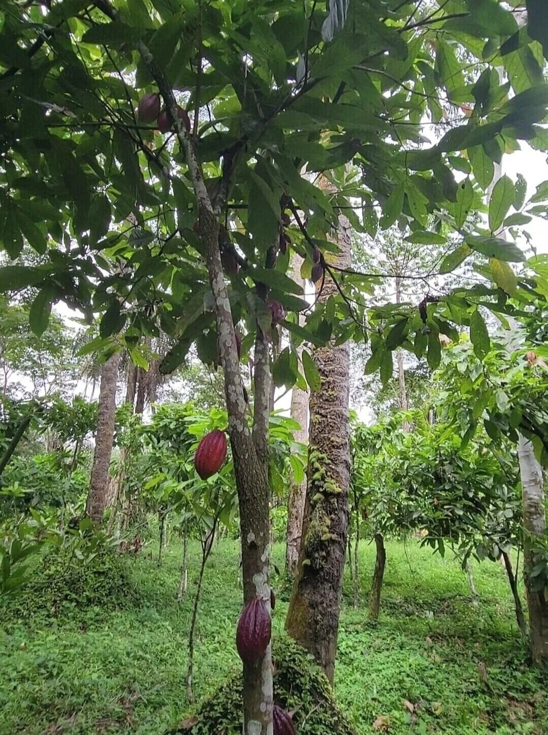 EJ Flomo Cocoa