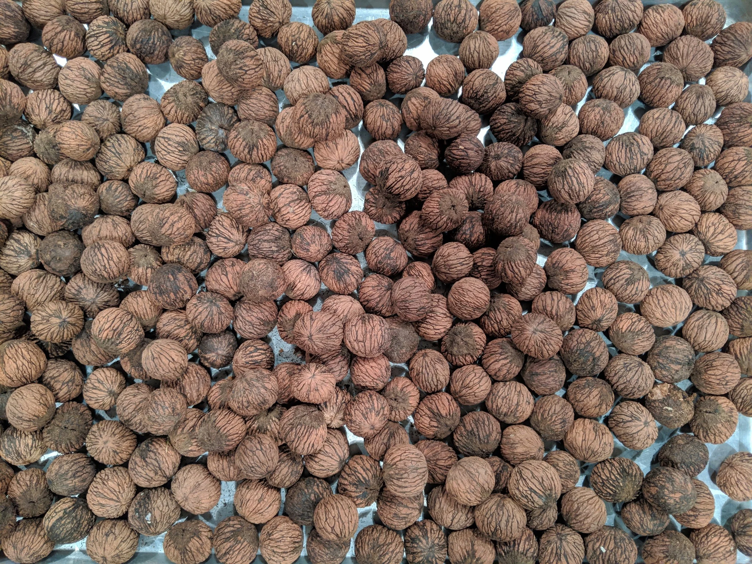 Stay Here — Black Walnut Farm