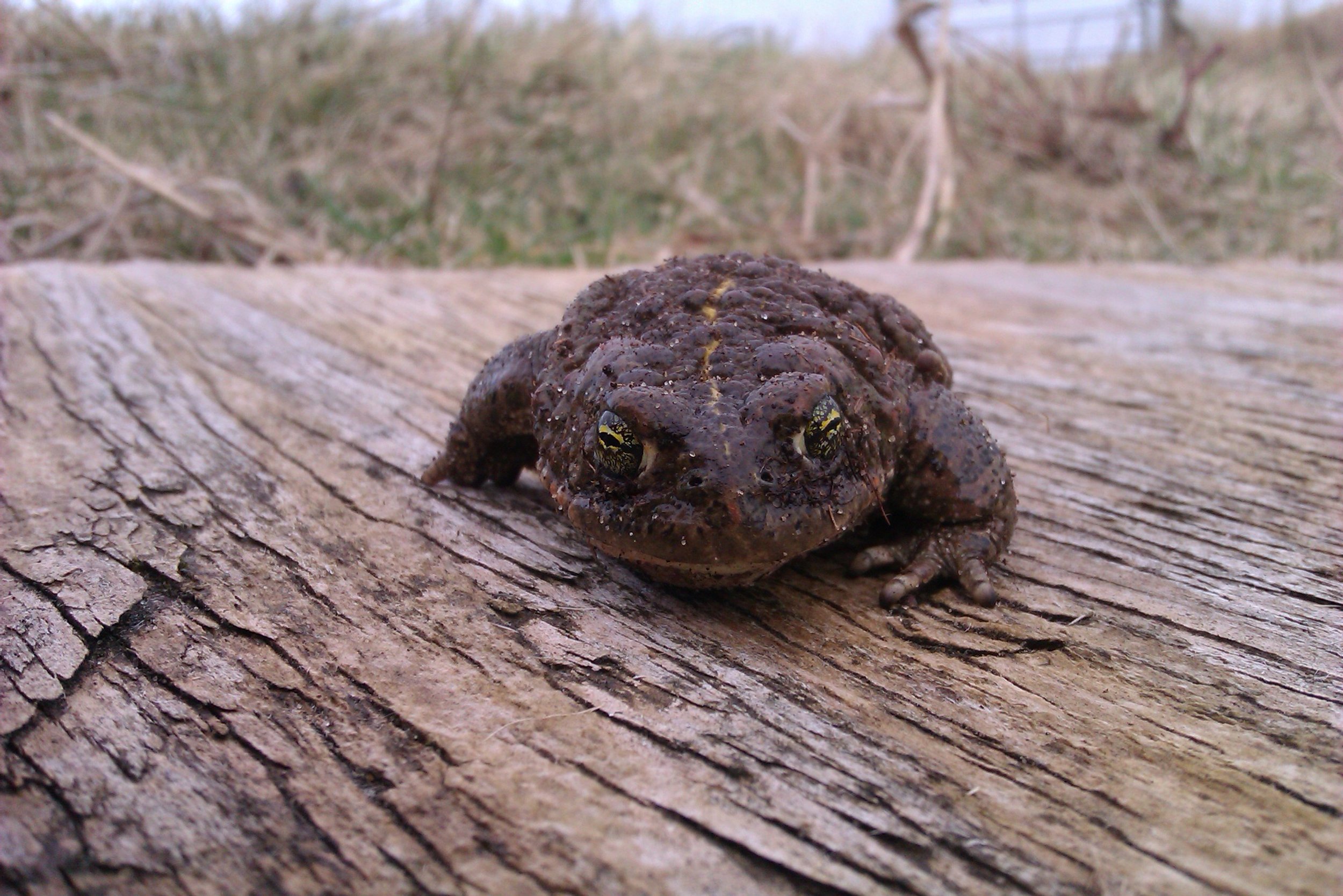 Nature Tripping Episode 22- Natterjack Toads — JO KENNEDY | working ...