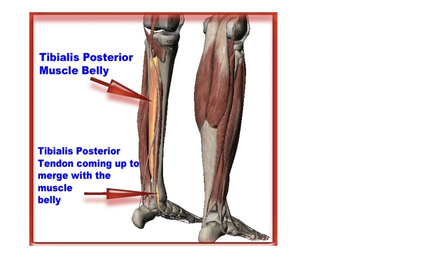 Posterior Foot Muscles