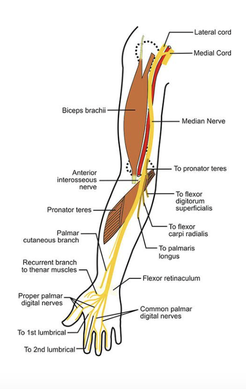 Median Nerve Entrapment: Beyond Just Carpal Tunnel Syndrome