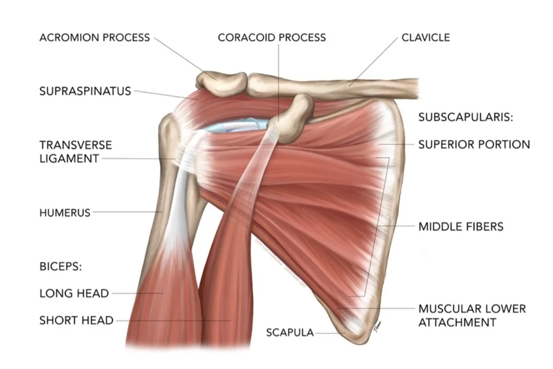 Swimmer's Shoulder Pain Solved: Subscapularis Muscle