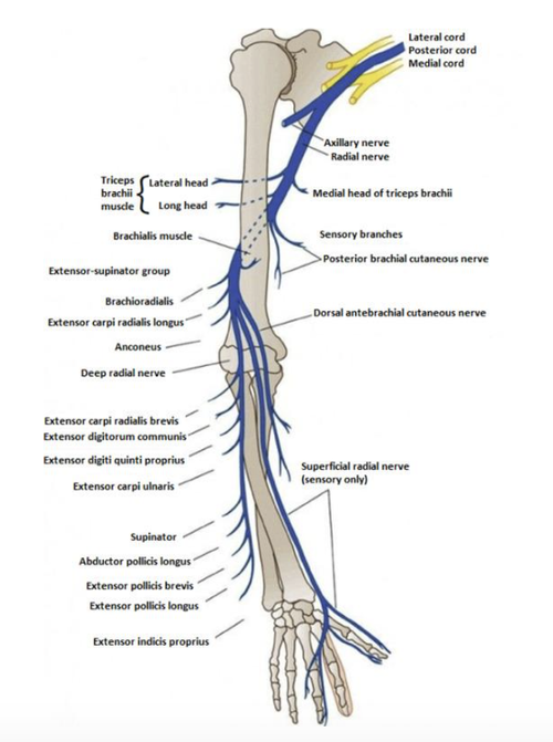 Median Nerve Entrapment, It’s More Than Carpal Tunnel