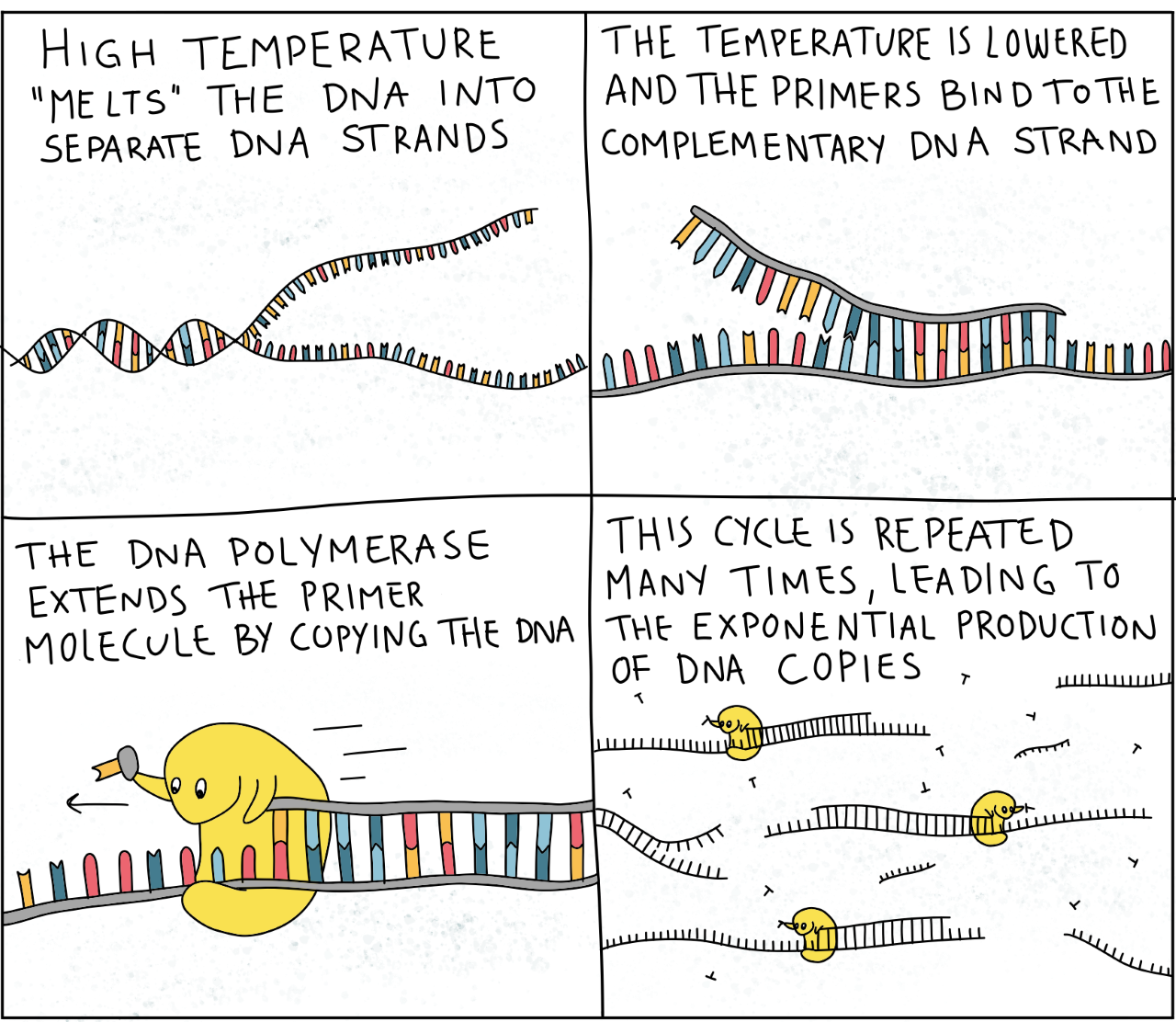 Dna Replication Comic Strip